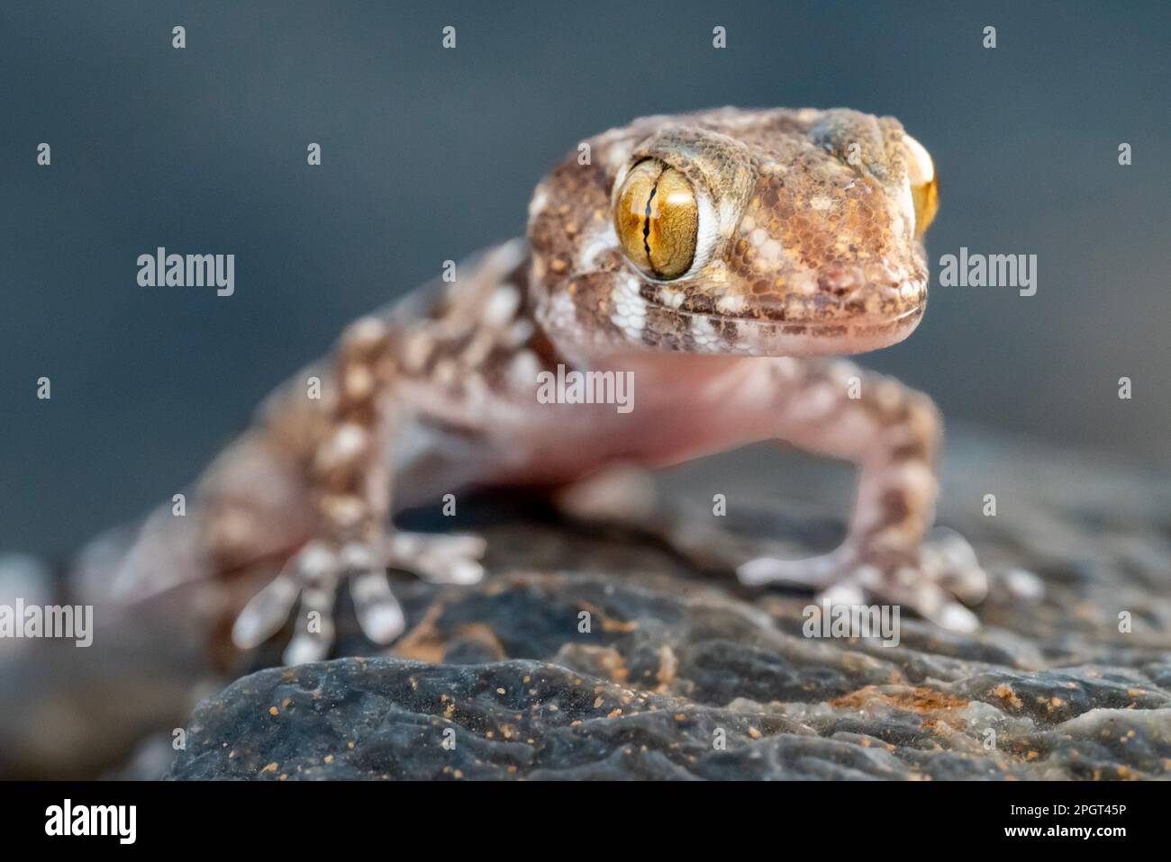 Spotted rock gecko hi-res stock photography and images - Alamy
