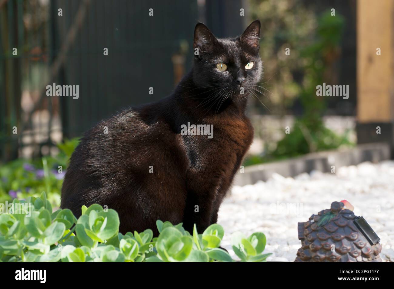 Pretty black cat standing in the garden enjoying a beautiful spring day ...