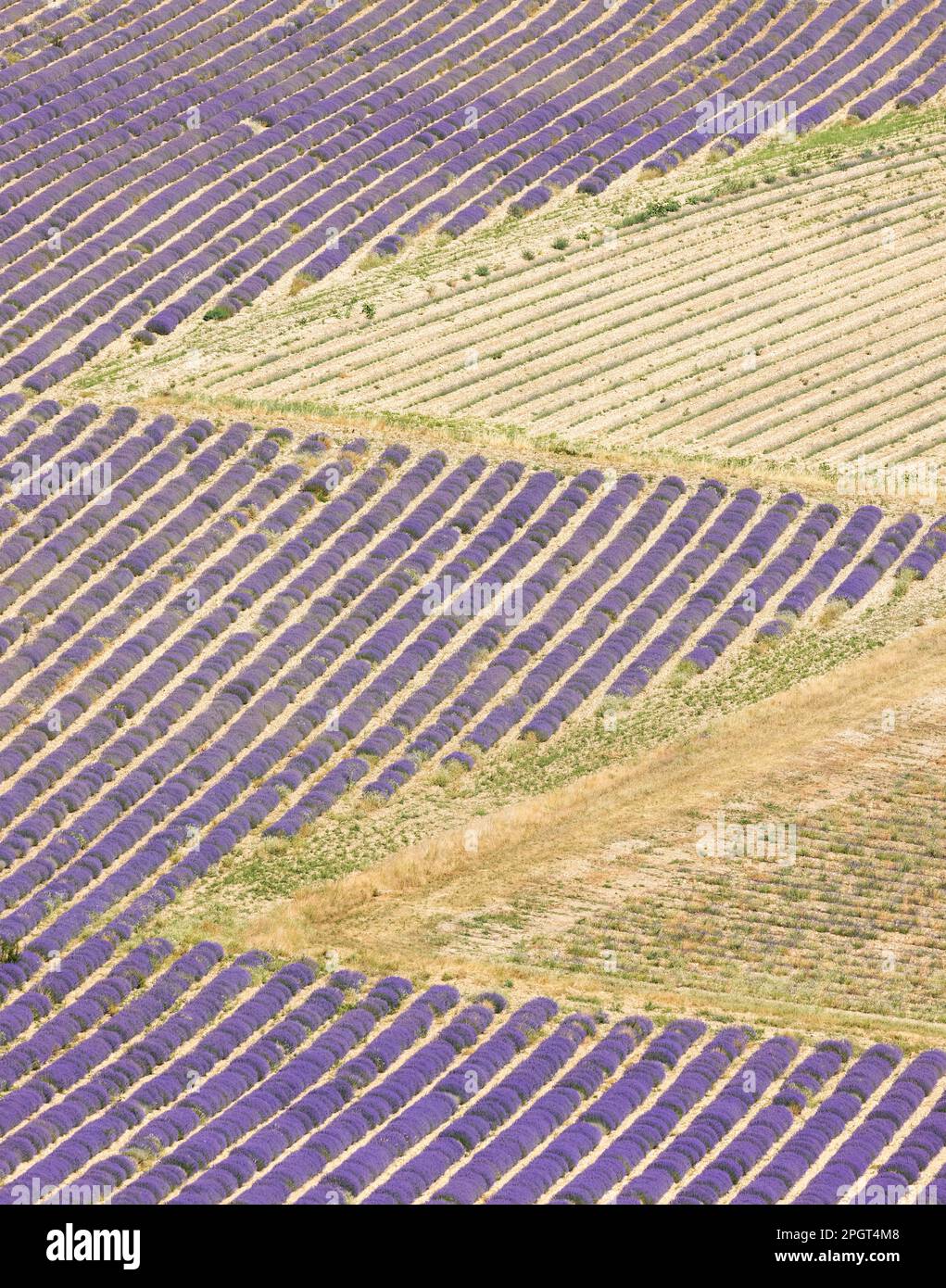 Patterns in lavender fields near Sault, Provence-Alpes-Cote d'Azur ...