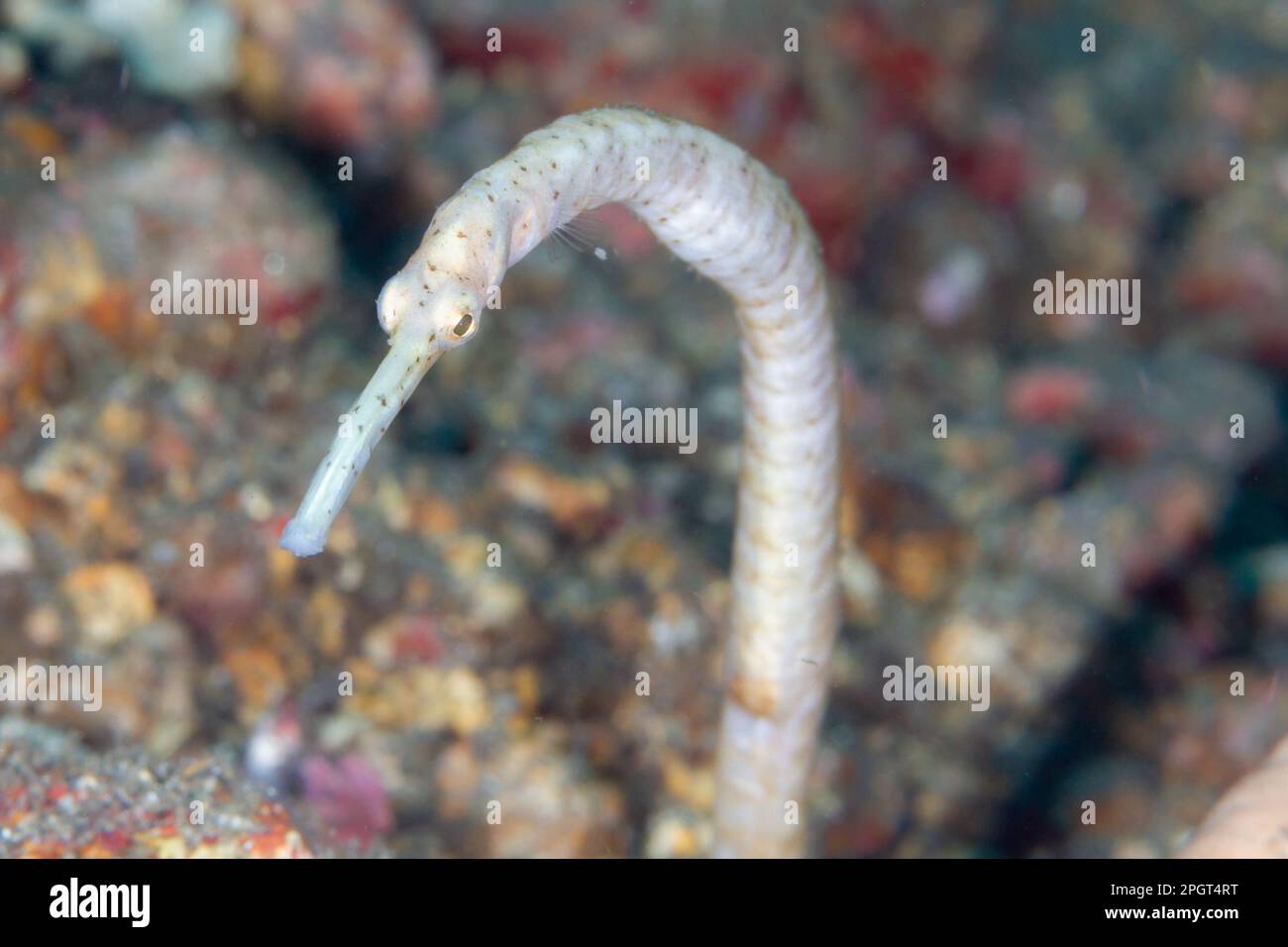 Bentstick pipefish (Trachyrhamphus bicoarctatus) Lembeh Strait, North ...