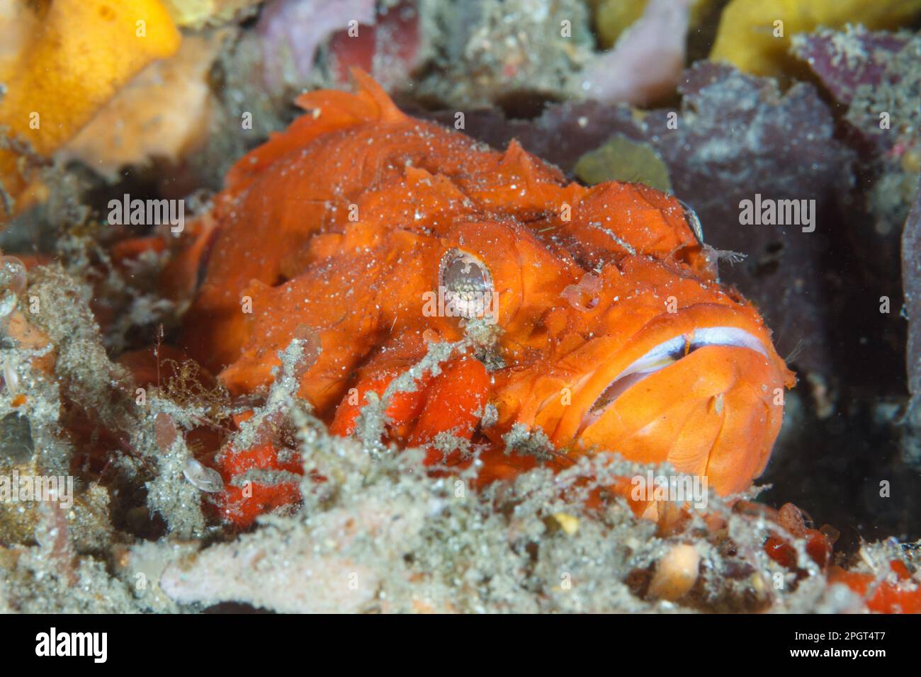 Flasher scorpionfish (Scorpaenopsis macrochir) Lembeh Strait, North ...