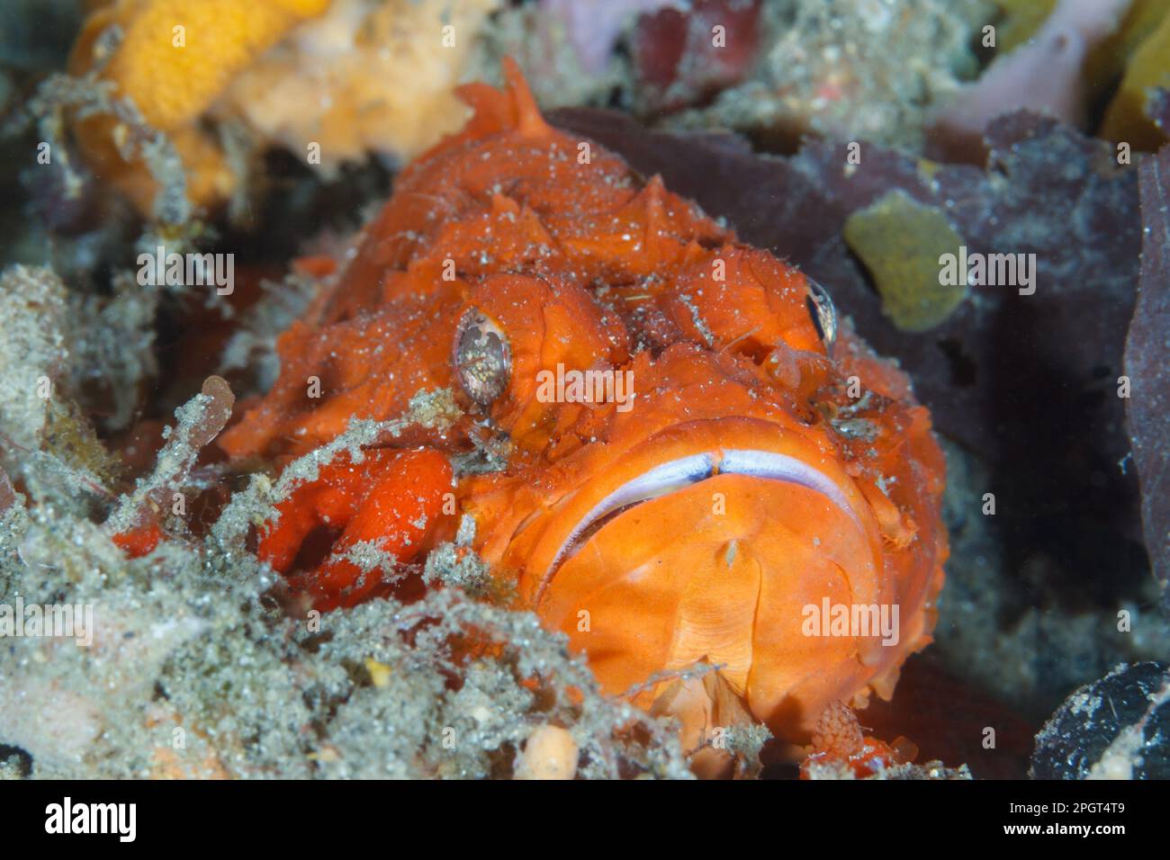 Flasher scorpionfish (Scorpaenopsis macrochir) Lembeh Strait, North ...