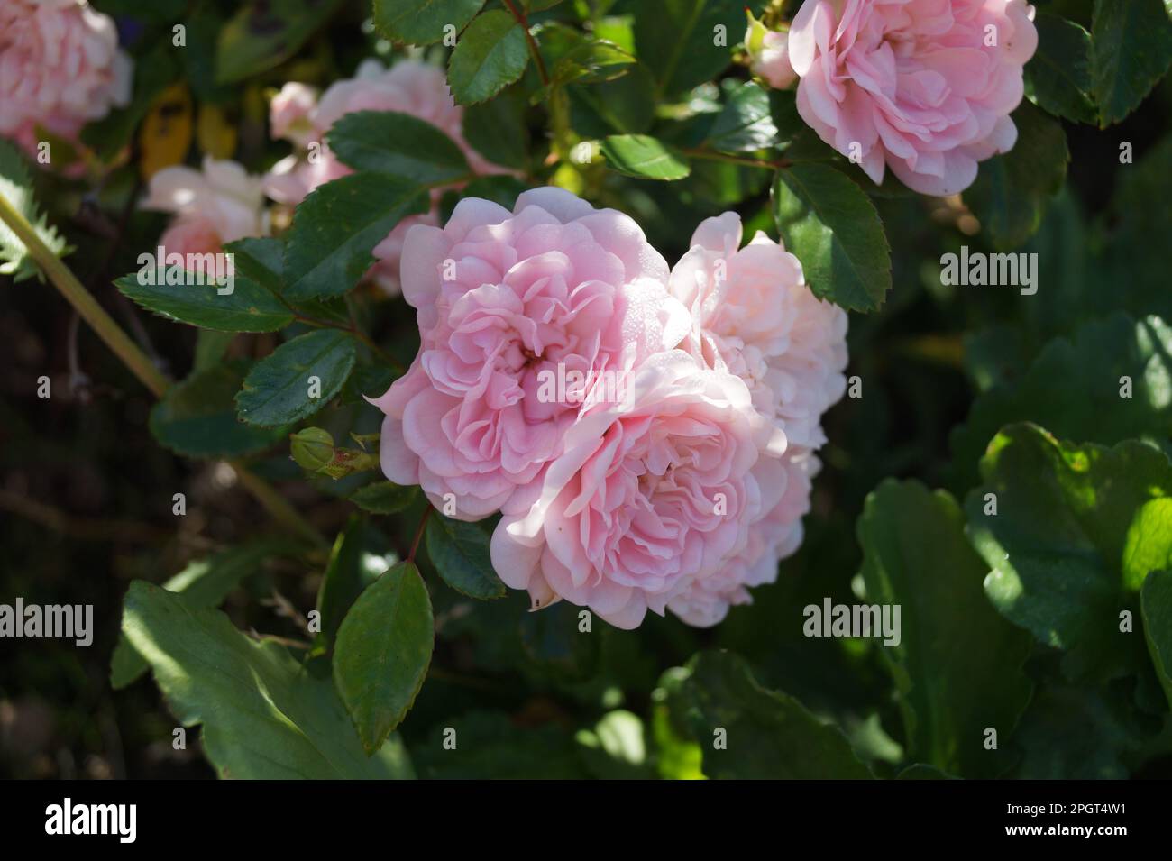 Pink flowers of a shrub rose Stock Photo - Alamy