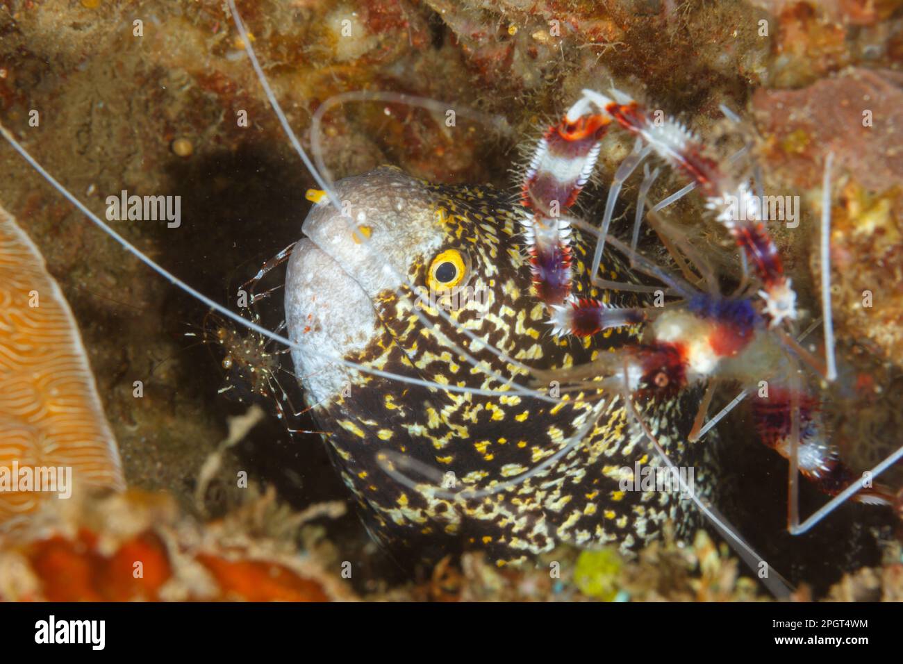 Snowflake moray eel (Echidna nebulosa) Lembeh Strait, North Sulawesi ...