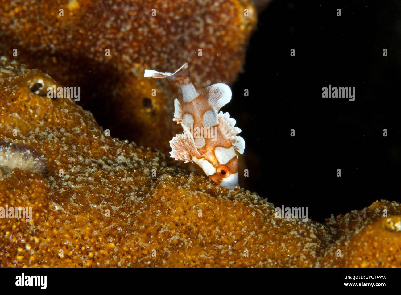Harlequin sweetlips (Plectorhinchus chaetodonoides) juvenile. Lembeh ...