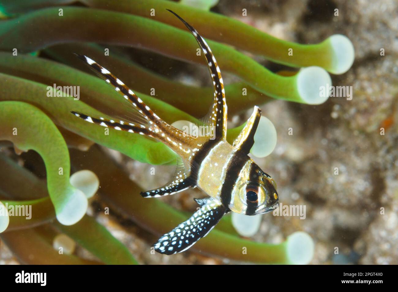 Banggai cardinal fish (Pterapogon kaudern) Lembeh Strait, North ...