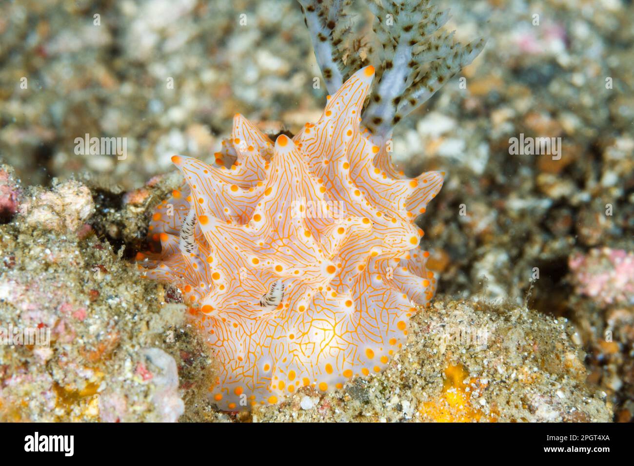 Halgerda batangas nudibranch. Lembeh Strait, North Sulawesi, Indonesia ...
