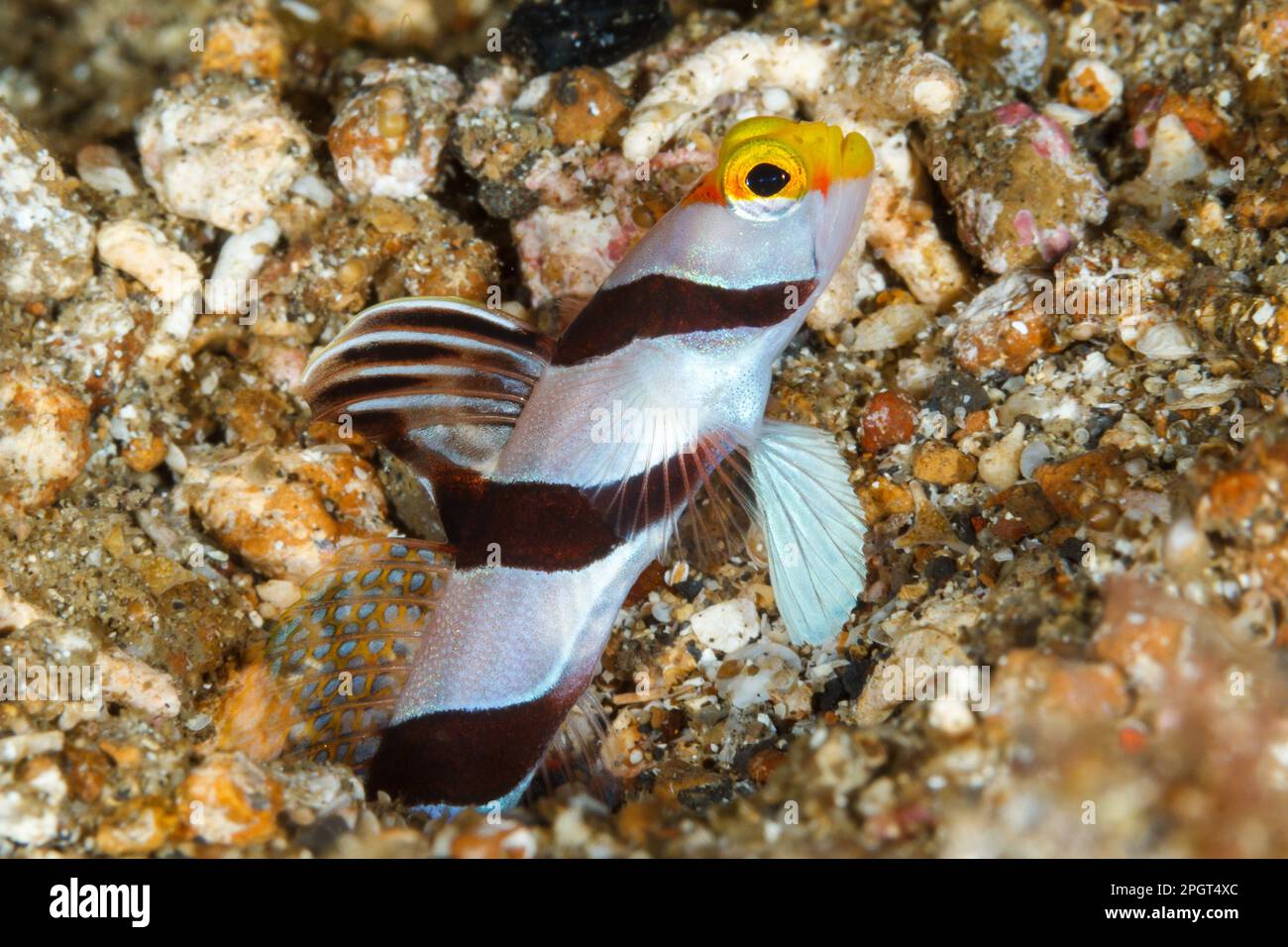 Yellow nose goby (Stonogobiops xanthorhinica) Lembeh Strait, North ...