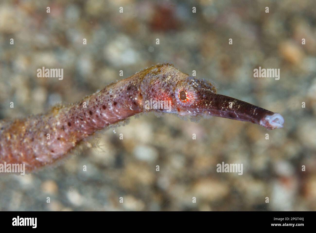 Bentstick pipefish (Trachyrhamphus bicoarctatus) Lembeh Strait, North ...