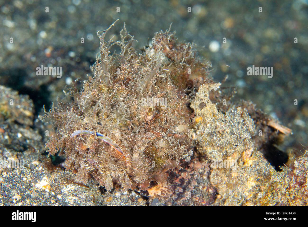 Lembeh Strait, North Sulawesi, Indonesia Stock Photo - Alamy