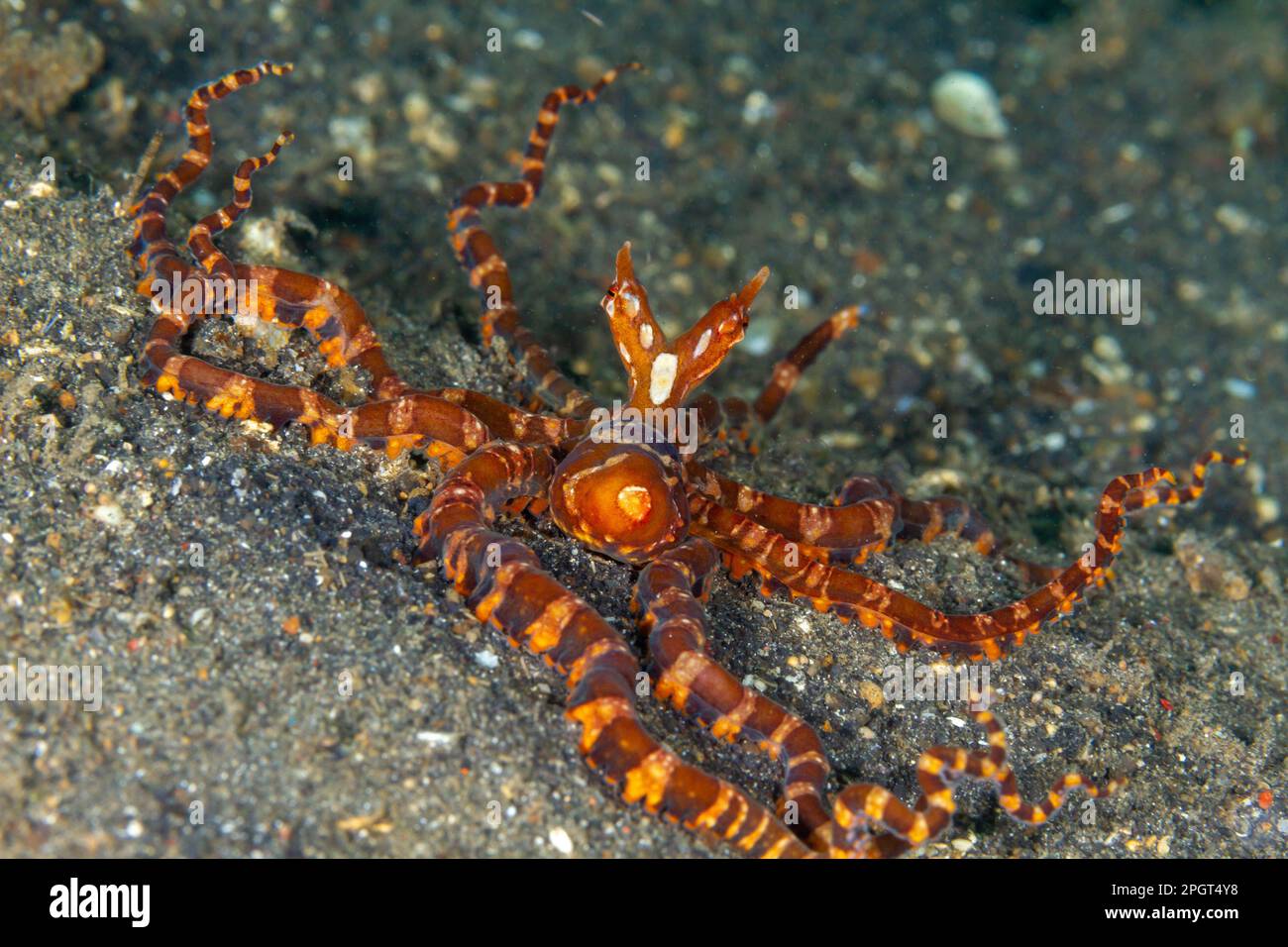 Wunderpuss hi-res stock photography and images - Alamy