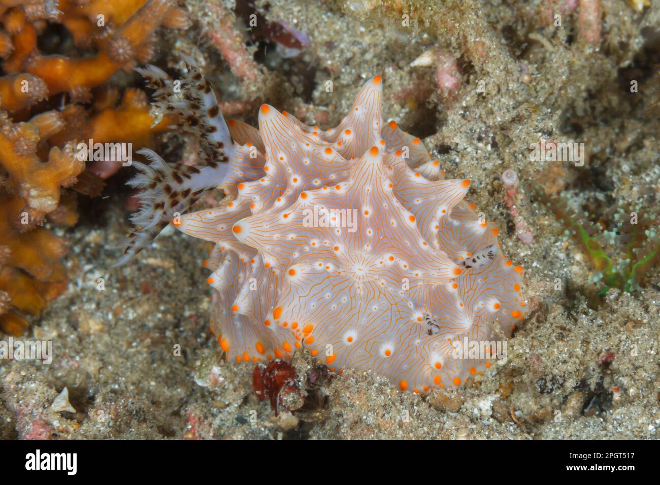 Halgerda batangas nudibranch. Lembeh Strait, North Sulawesi, Indonesia ...