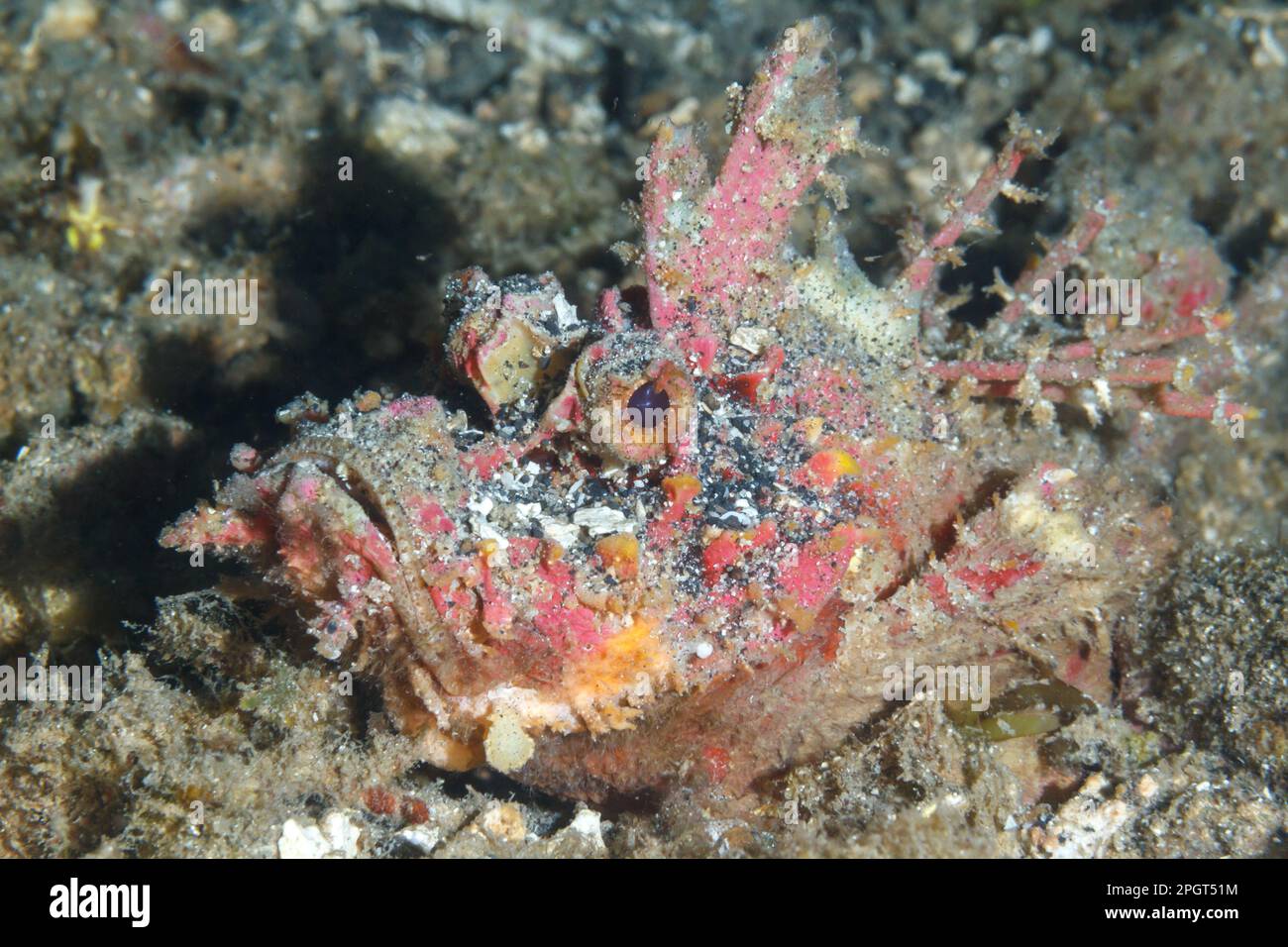 Spiny devilfish (Inimicus didactylus) Lembeh Strait, North Sulawesi ...