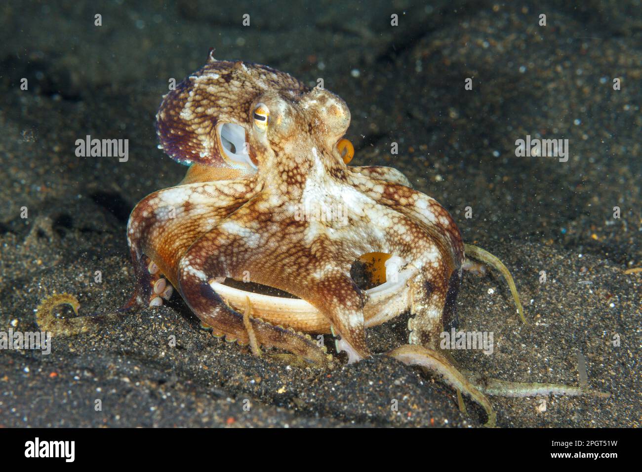 Coconut octopus (Amphioctopus marginatus) Lembeh Strait, North Sulawesi ...