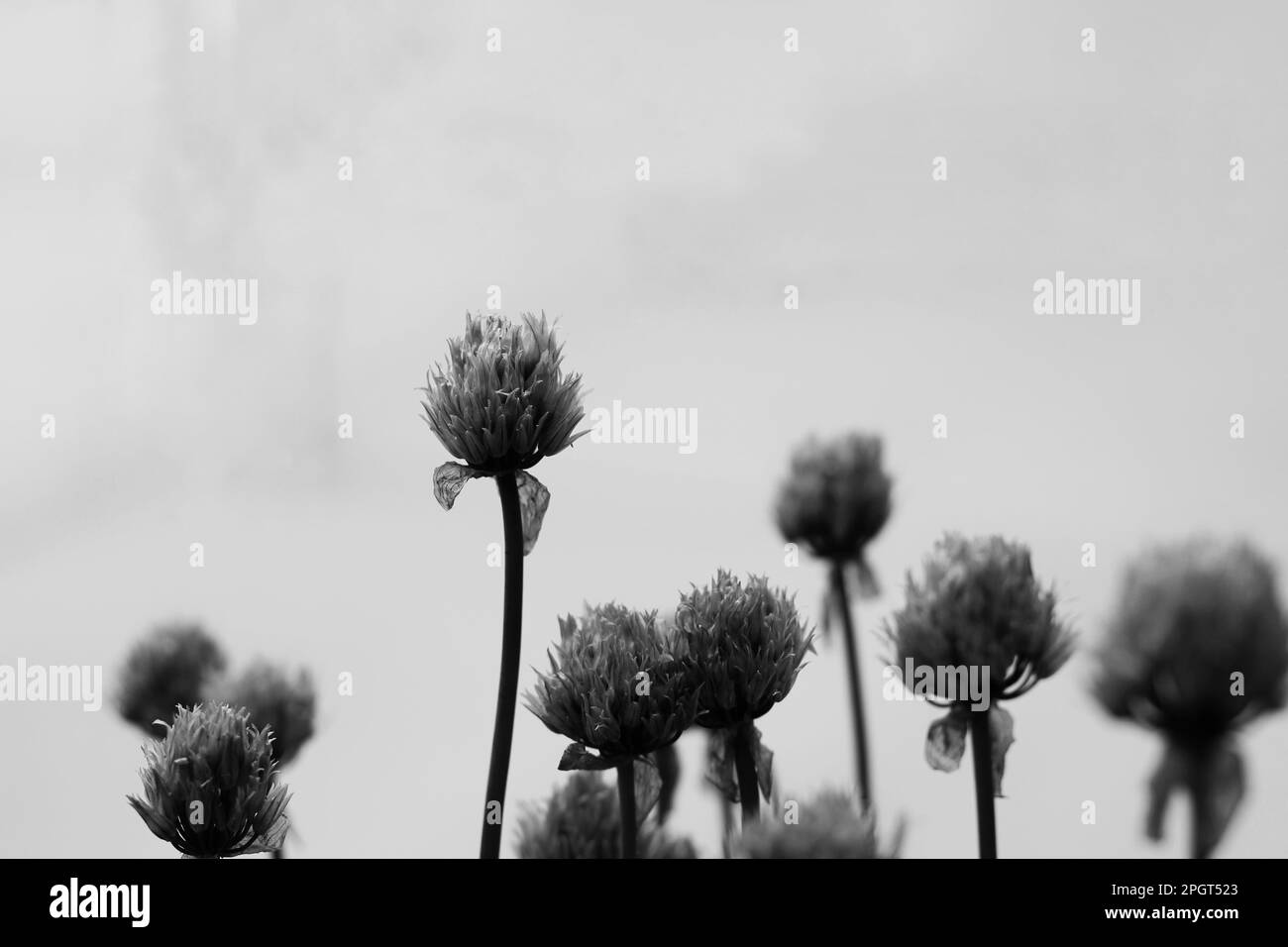 Traditional clovers growing in the wildflower fields in a black and ...