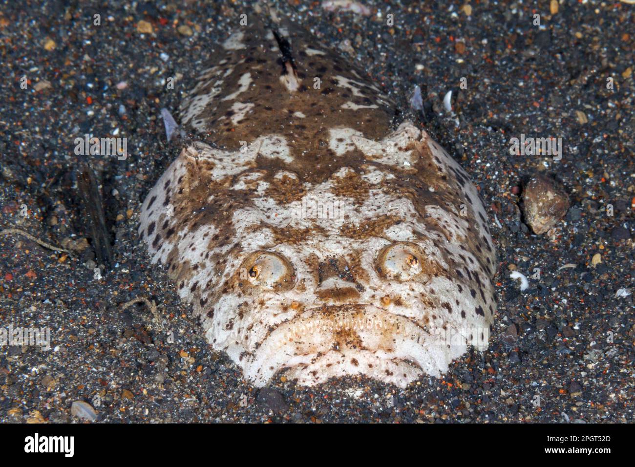 Whitemargin Stargazer (Uranoscopus Sulphureus) Lembeh Strait, North ...