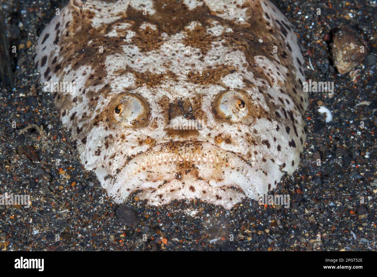 Whitemargin Stargazer (Uranoscopus Sulphureus) Lembeh Strait, North ...