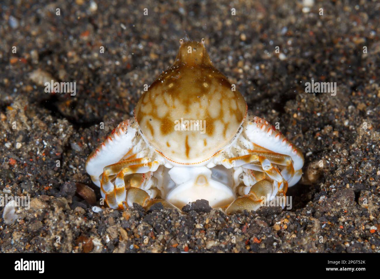 Lembeh Strait, North Sulawesi, Indonesia Stock Photo - Alamy