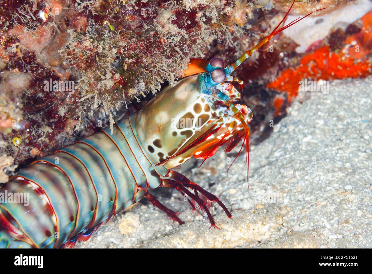 Peacock mantis shrimp (Odontodactylus scyllarus) Lembeh Strait, North ...
