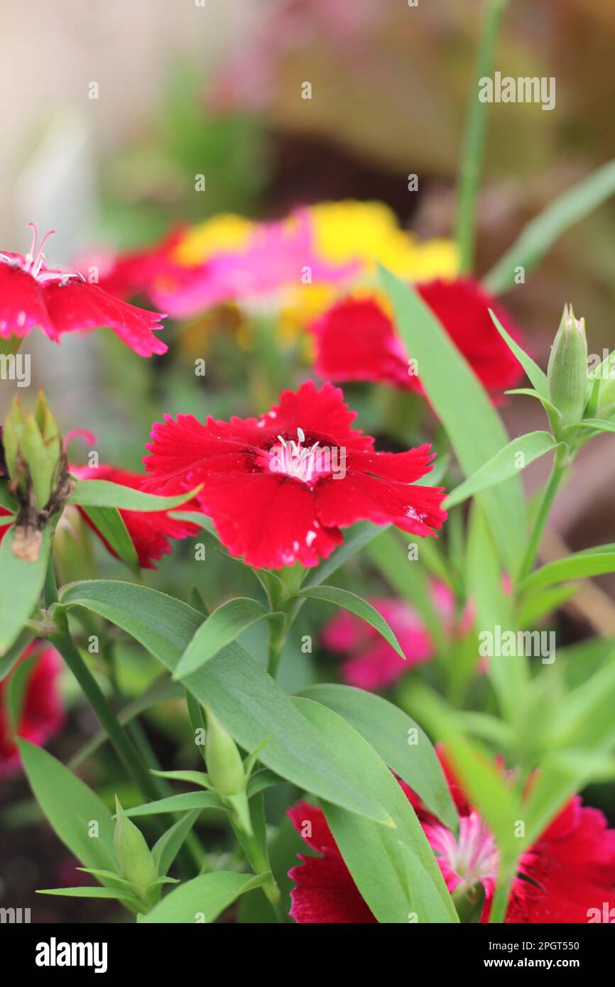 Bright red geraniums growing in the meadow Stock Photo - Alamy