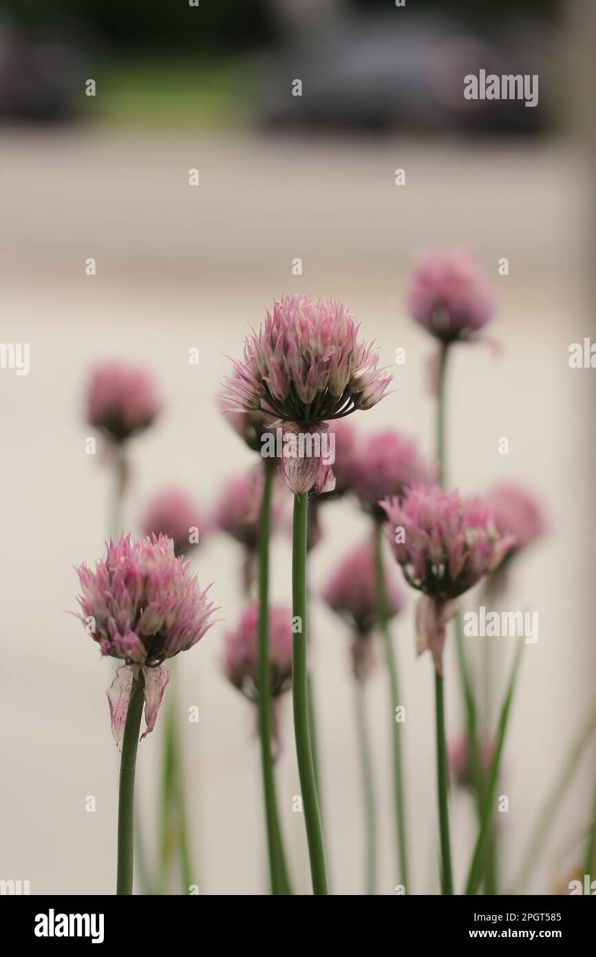 Traditional clovers growing in the wildflower fields Stock Photo - Alamy