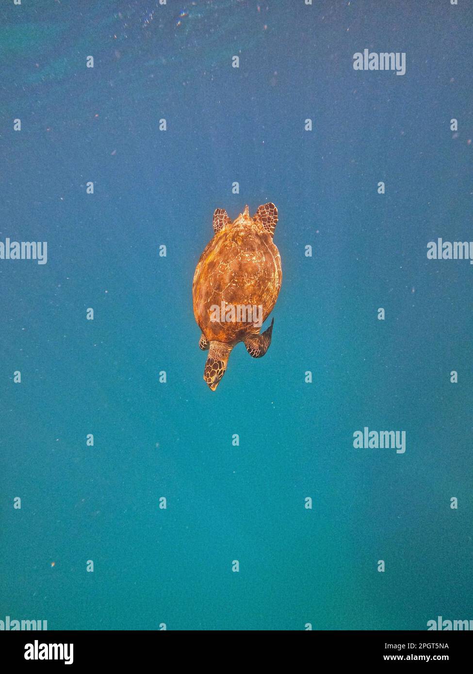 Full body shot of a turtle swimming in the sea of El Nido, Palawan in ...