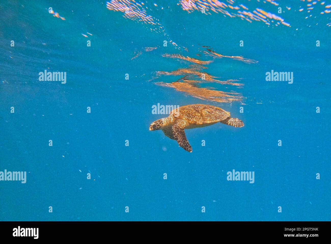 Full body shot of a turtle swimming in the sea of El Nido, Palawan in ...