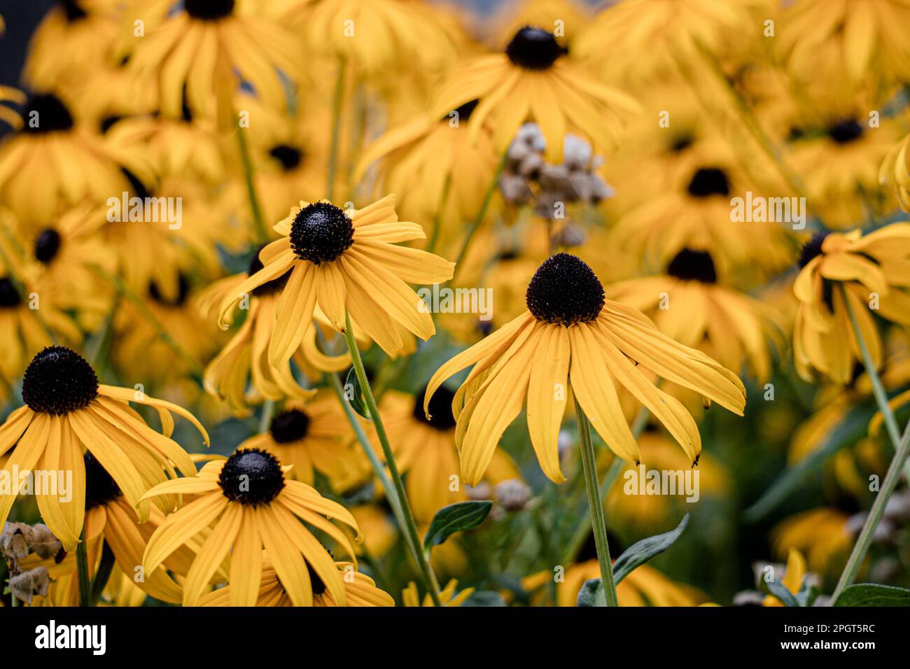 Marguerite daisy flowers hi-res stock photography and images - Alamy
