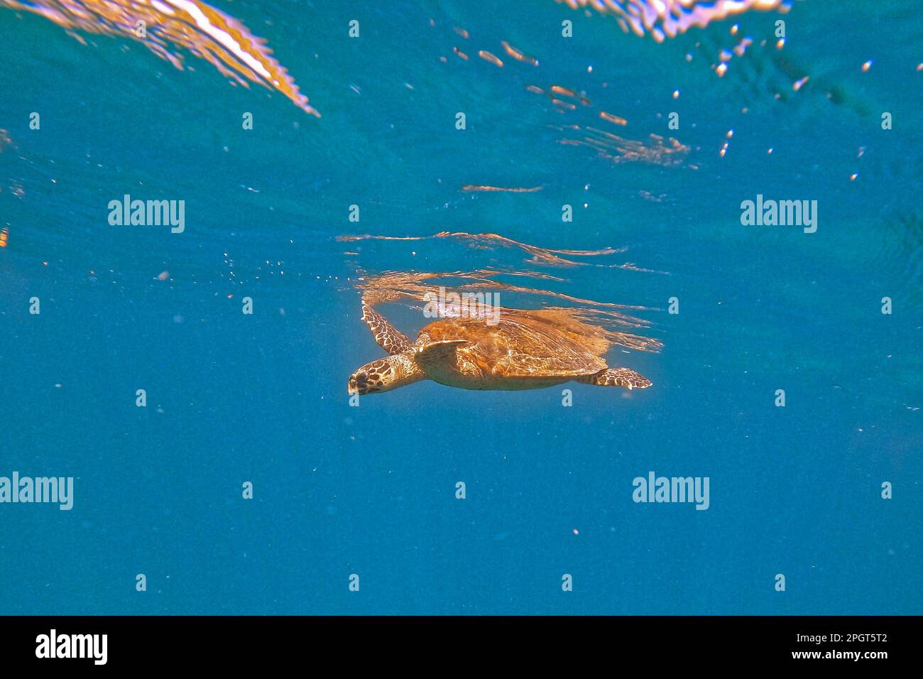 Full body shot of a turtle swimming in the sea of El Nido, Palawan in ...