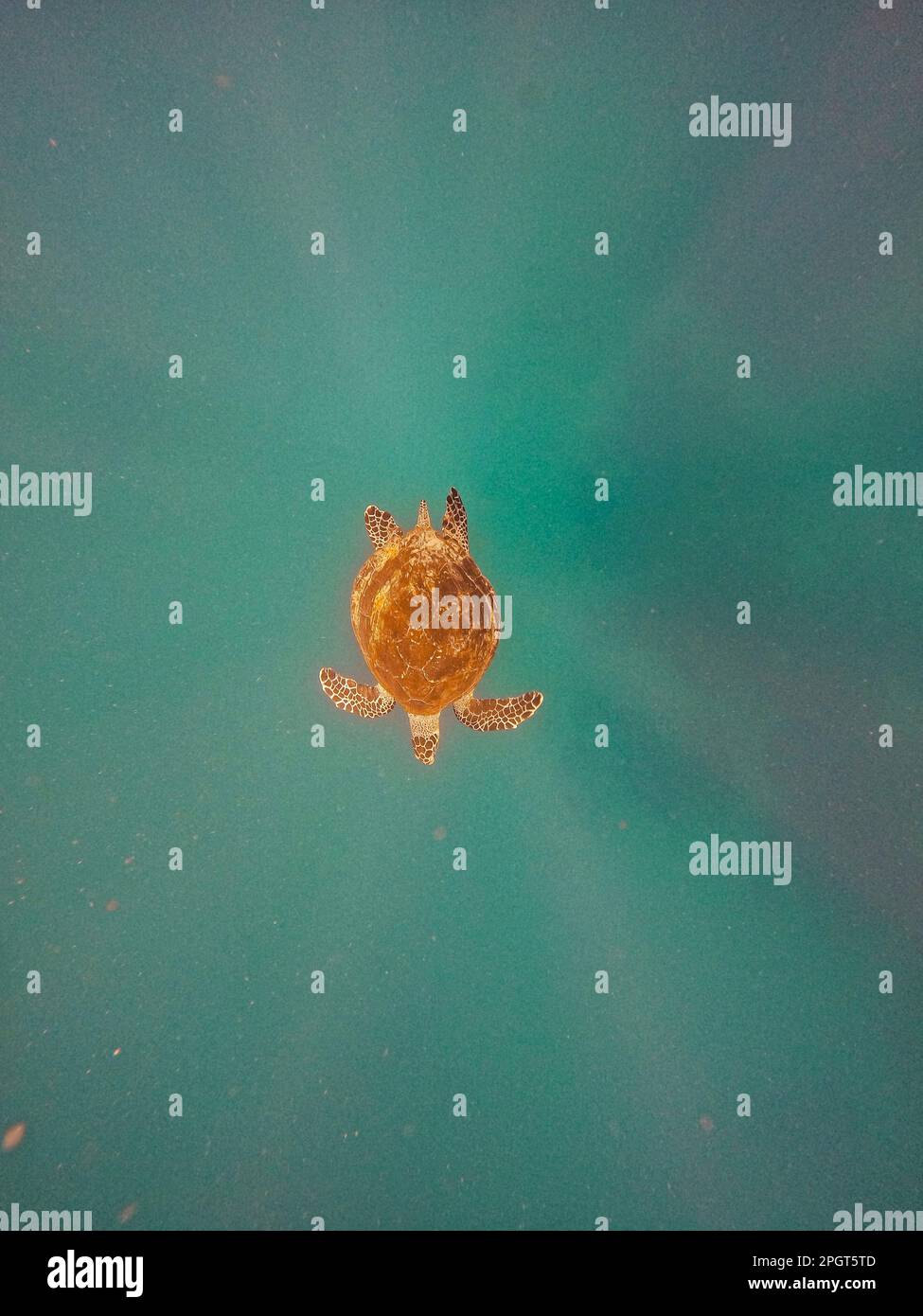 Full body shot of a turtle swimming in the sea of El Nido, Palawan in ...