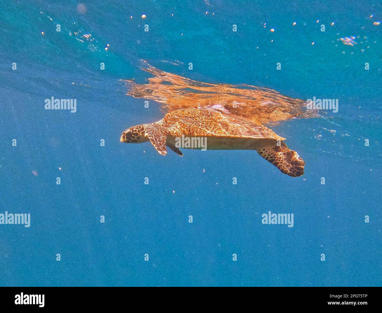 Snorkeling in palawan hi-res stock photography and images - Alamy