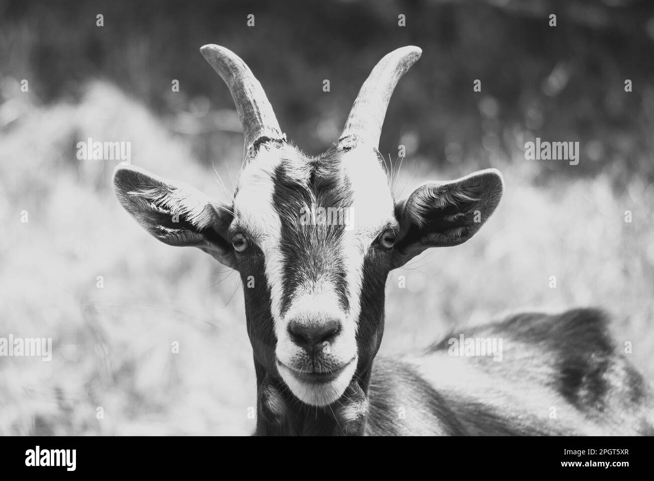 Goat on meadow grazing Black and White Stock Photos & Images - Alamy