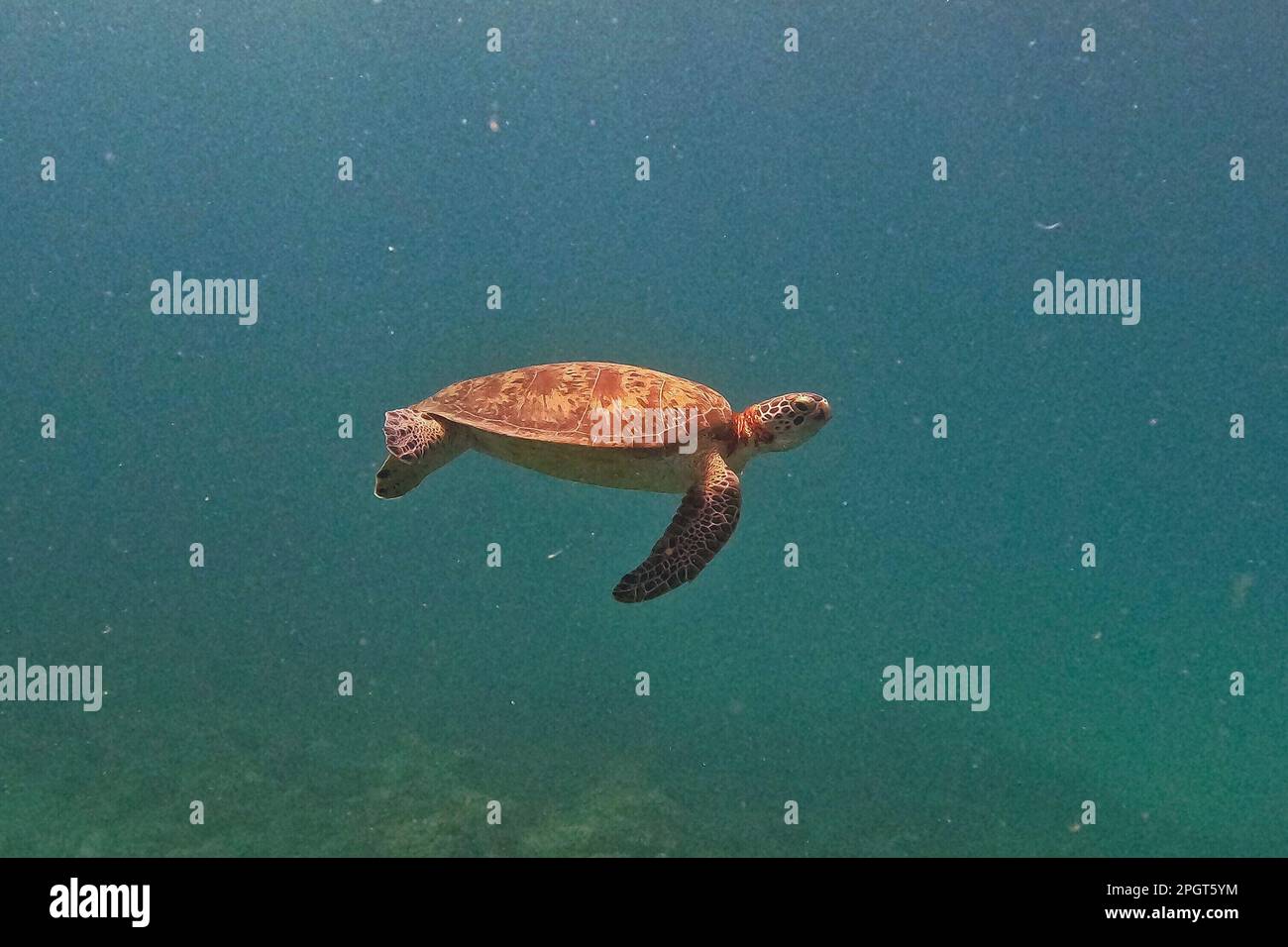 Full body shot of a turtle swimming in the sea of El Nido, Palawan in ...