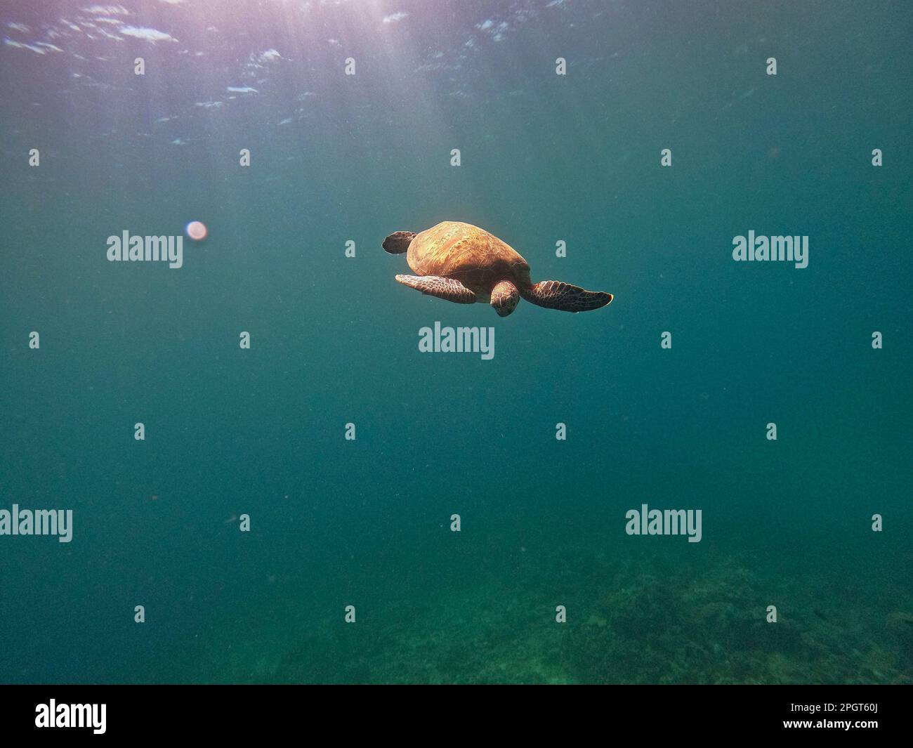 Full body shot of a turtle swimming in the sea of El Nido, Palawan in ...