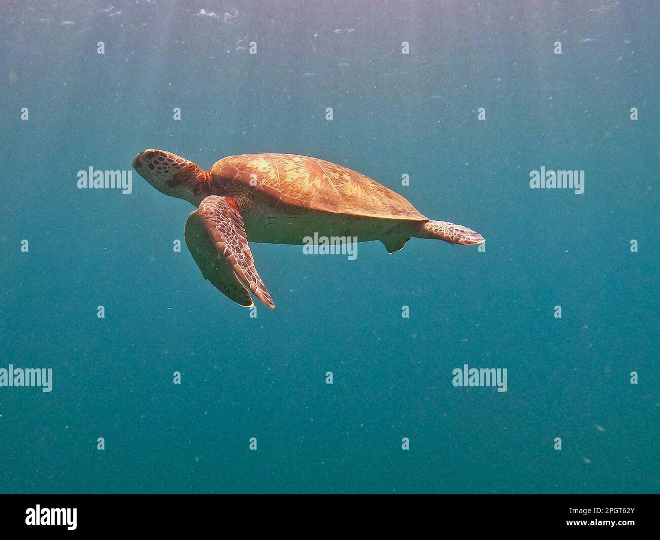 Full body shot of a turtle swimming in the sea of El Nido, Palawan in ...