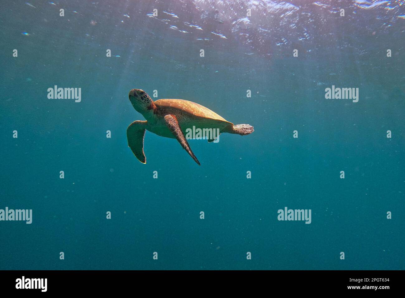 Full body shot of a turtle swimming in the sea of El Nido, Palawan in ...