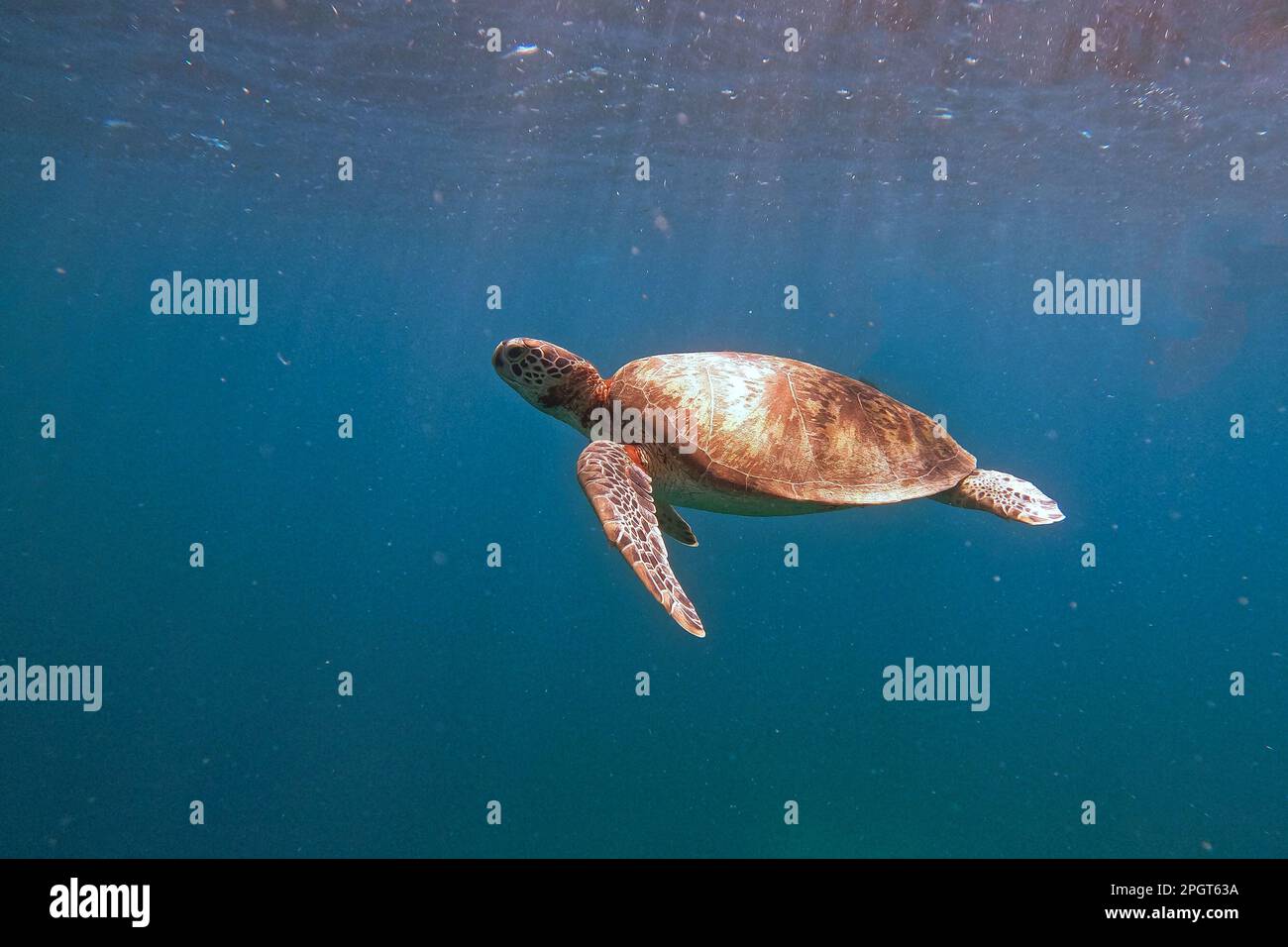 Full body shot of a turtle swimming in the sea of El Nido, Palawan in ...
