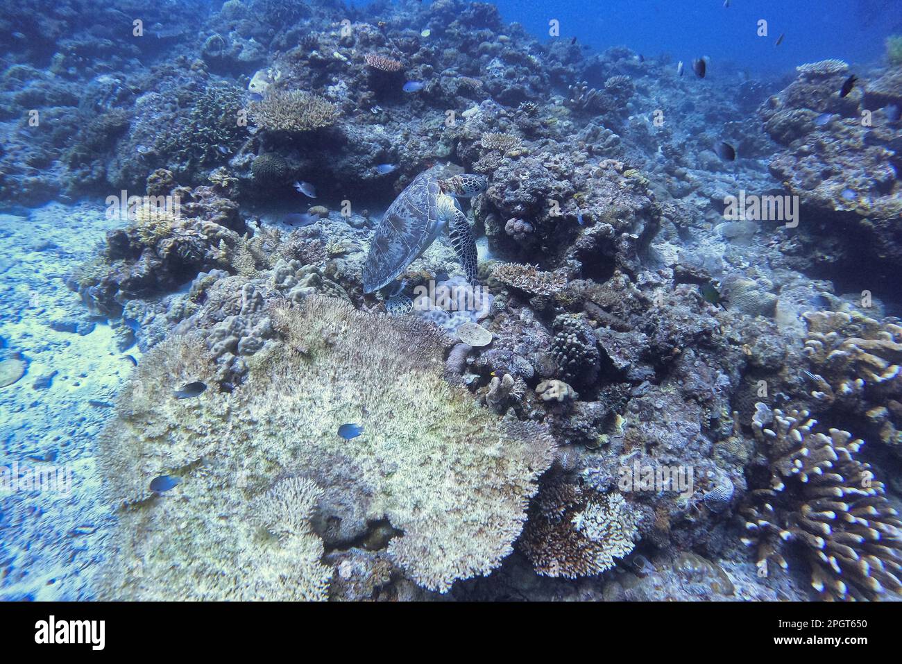Full body shot of a sleeping turtle under water on the seabed ...