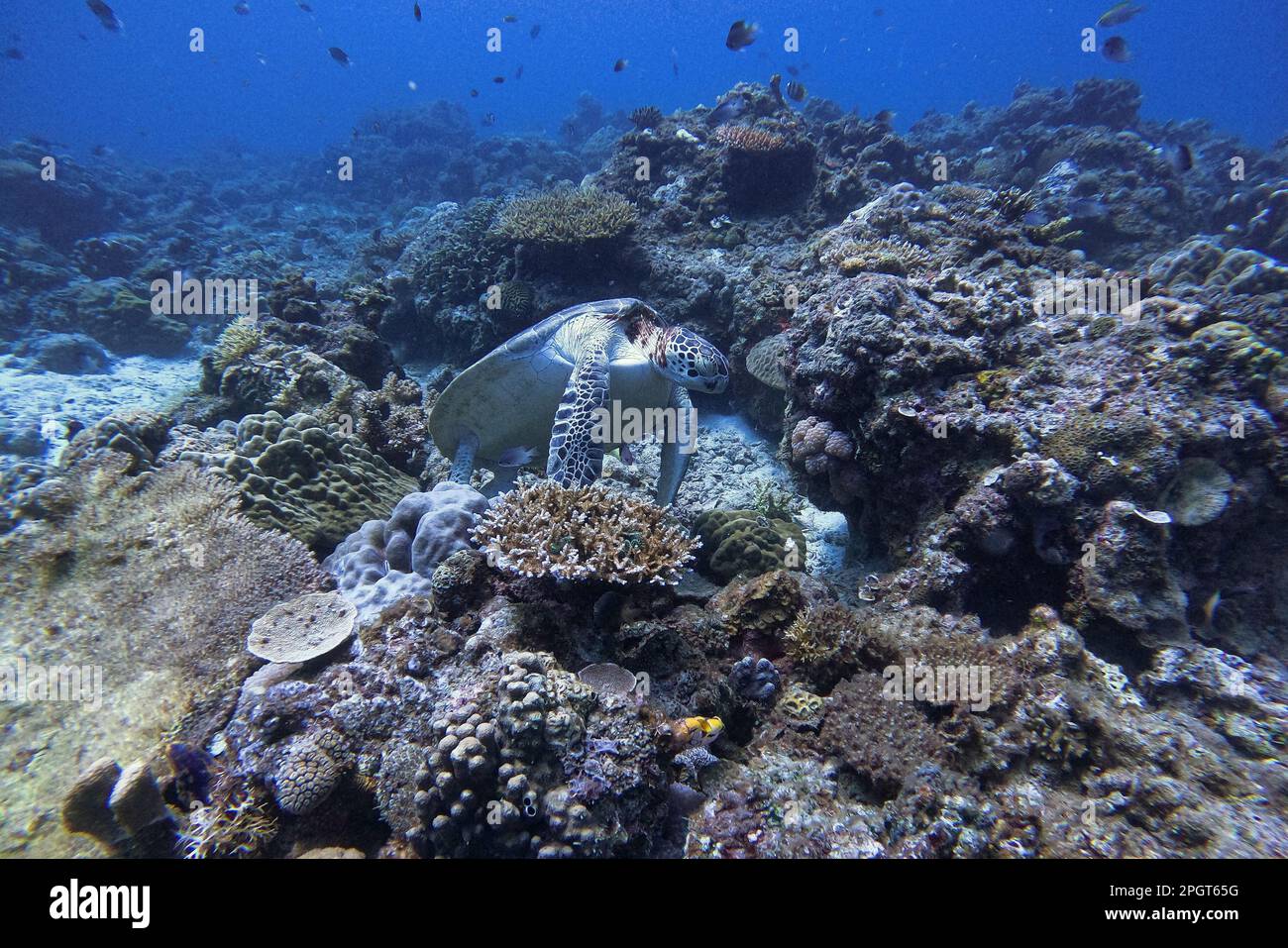 Full body shot of a sleeping turtle under water on the seabed ...