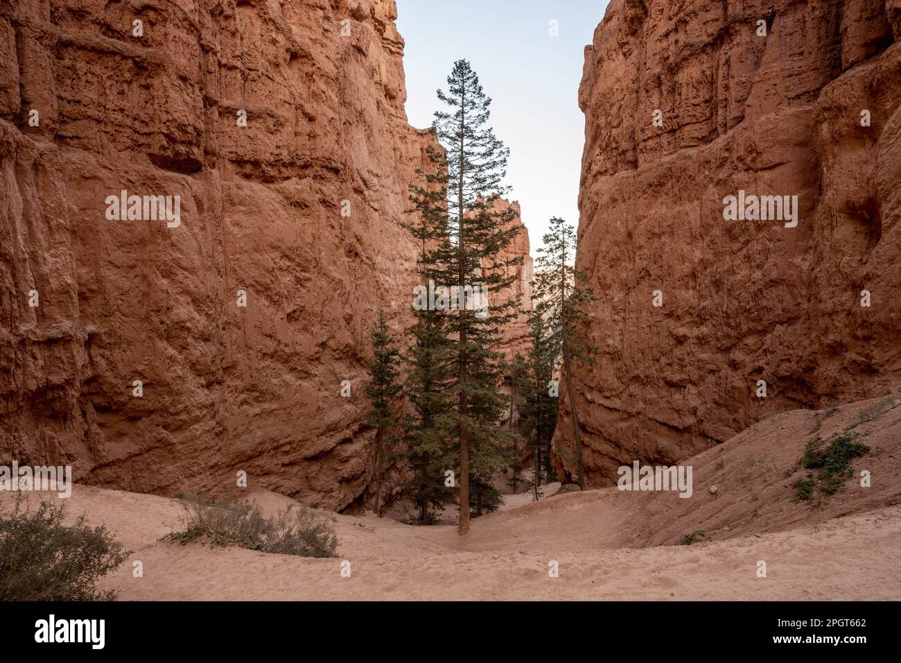 Trees Grow Between the Switchbacks of Bryce Canyon Trails through the ...