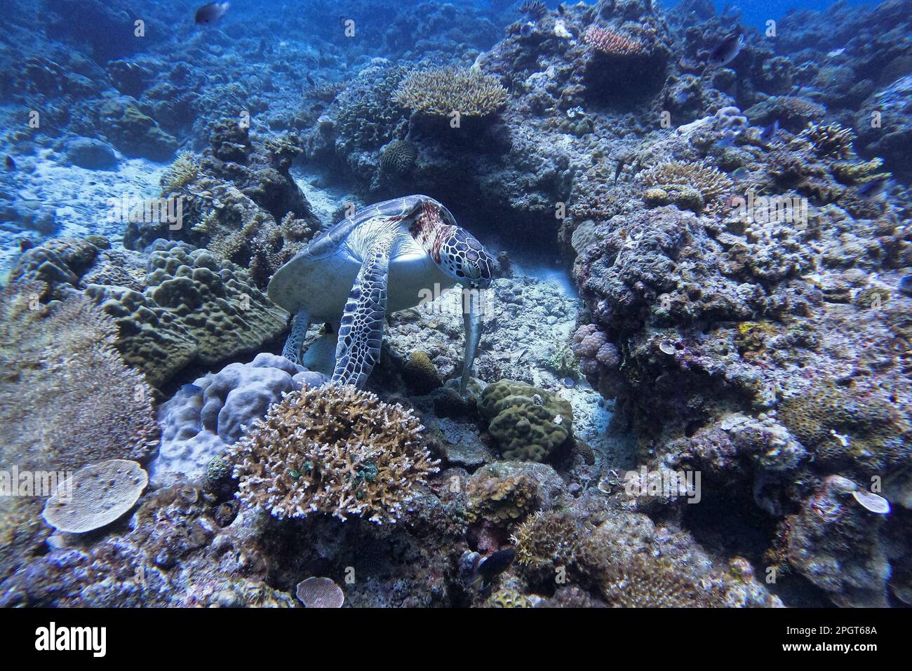 Full body shot of a sleeping turtle under water on the seabed ...