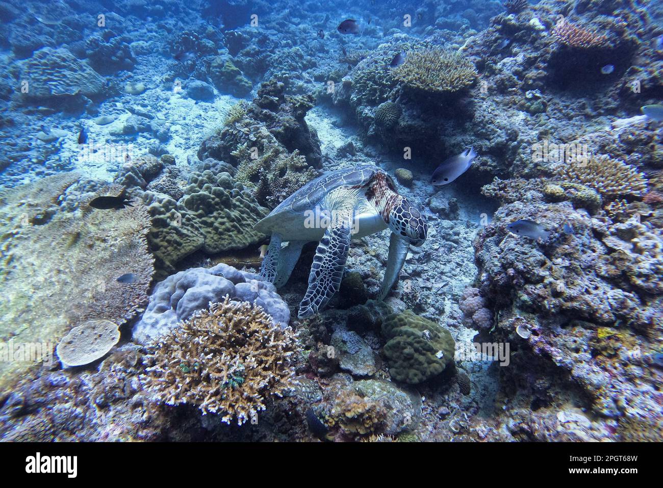 Full body shot of a sleeping turtle under water on the seabed ...