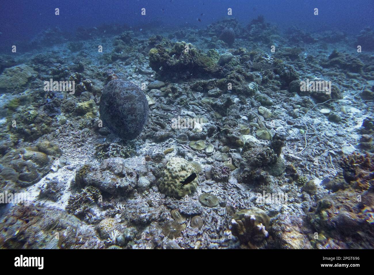 Full body shot of a turtle from behind under water on the seabed ...