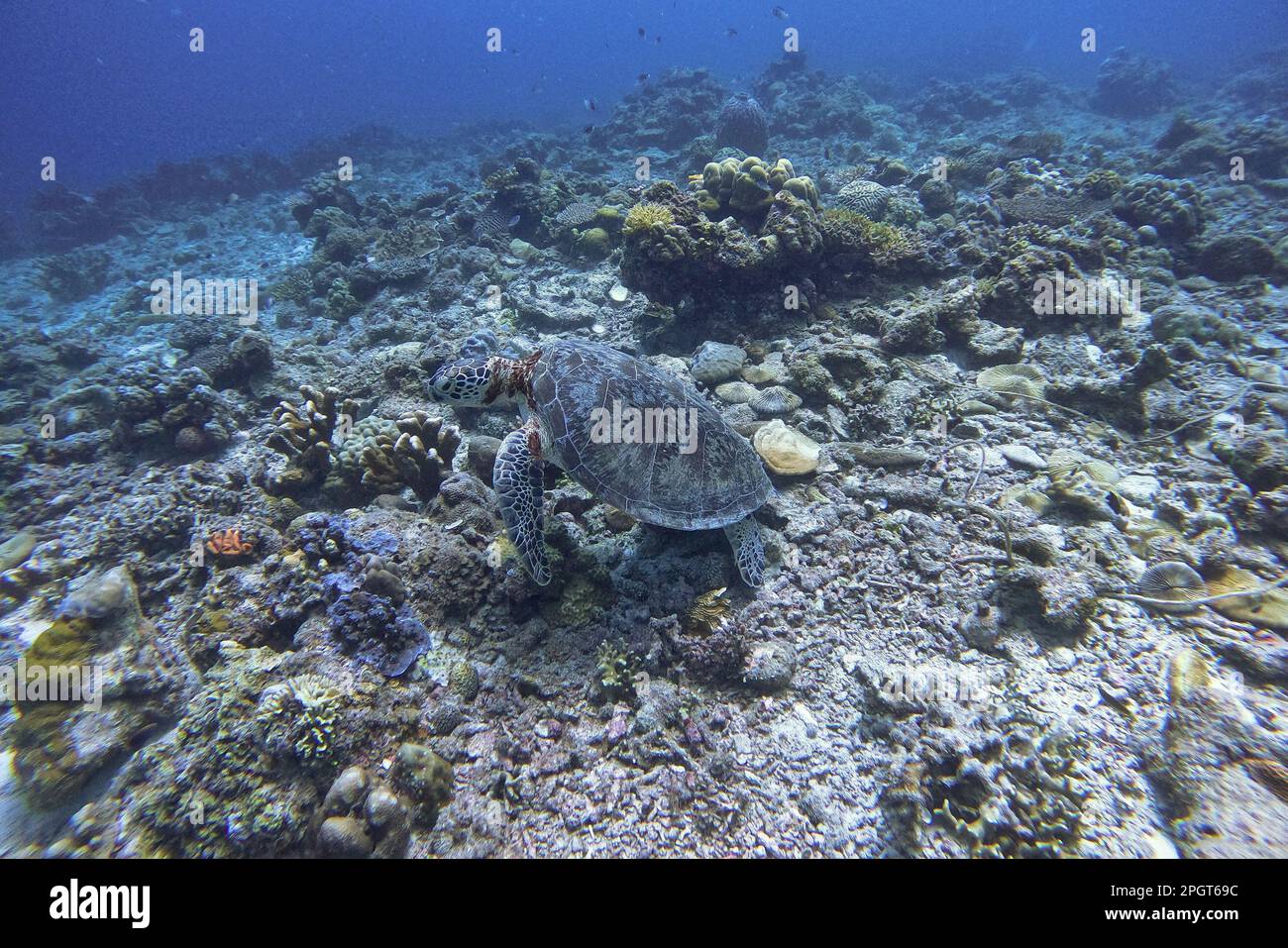 Full body shot of a turtle under water on the seabed surrounded by ...