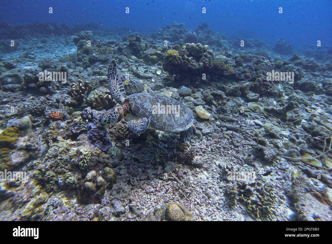 Full body shot of a turtle under water on the seabed surrounded by ...