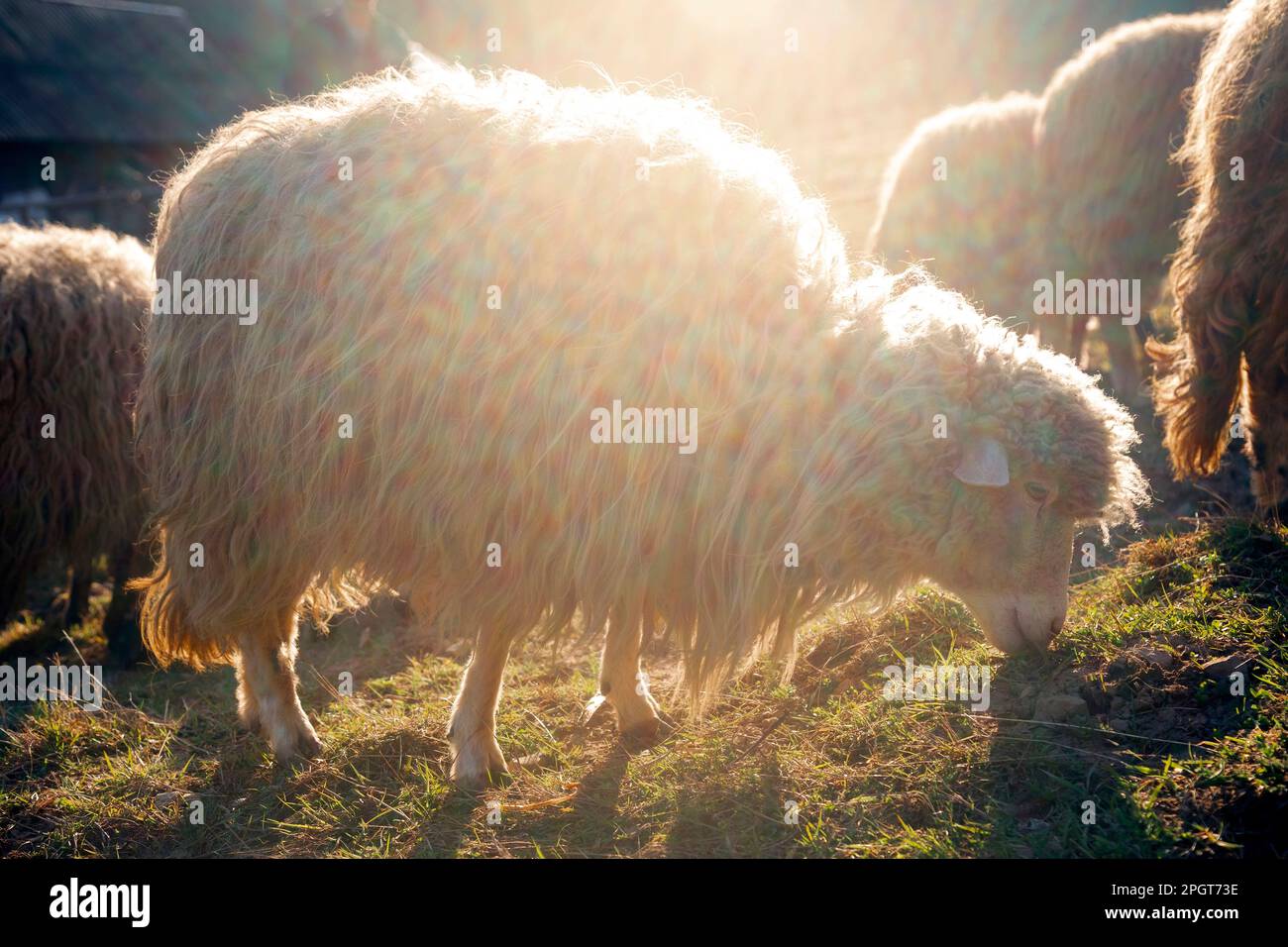 Curly sheep hi-res stock photography and images - Alamy