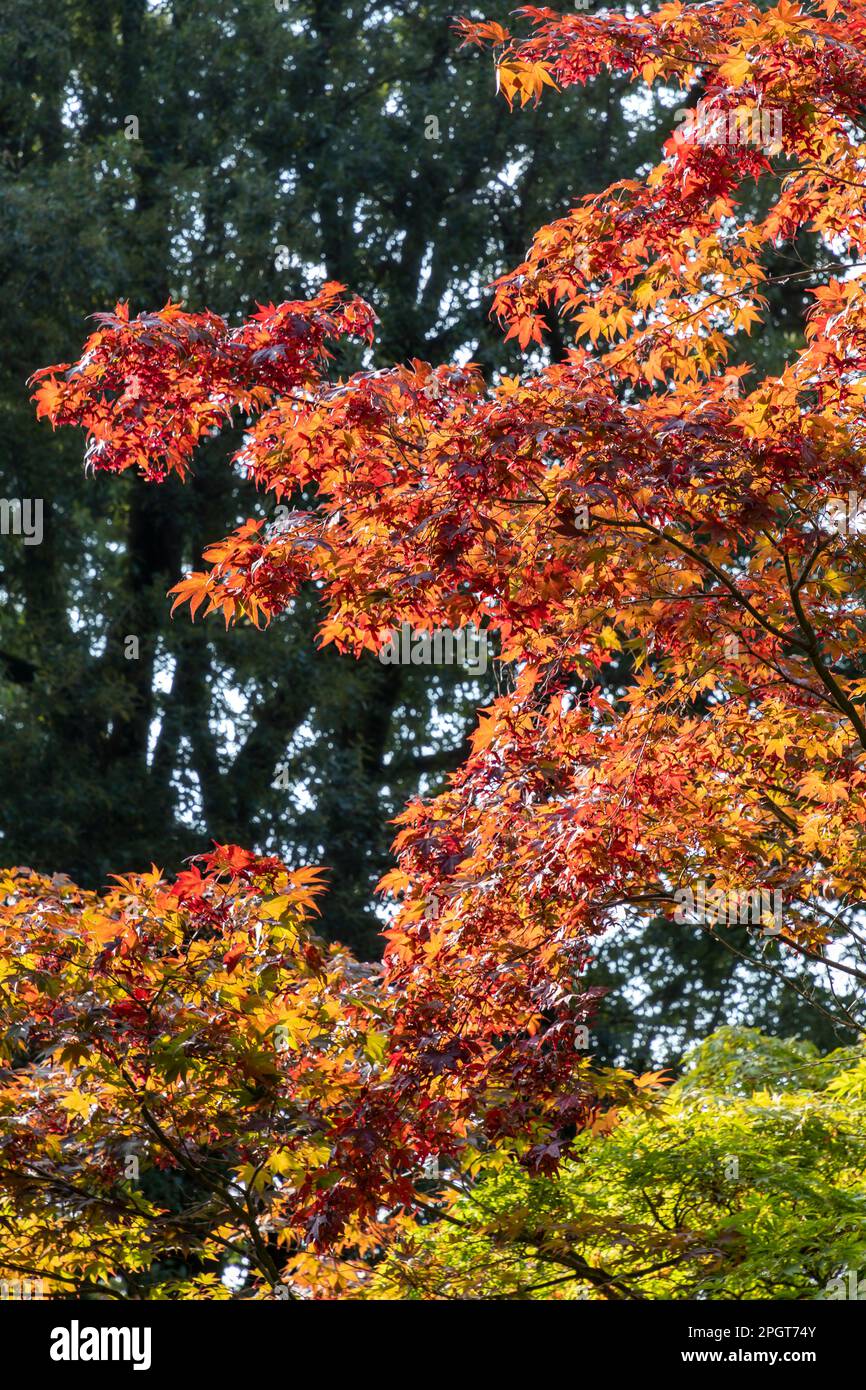 Acer trees hi-res stock photography and images - Alamy