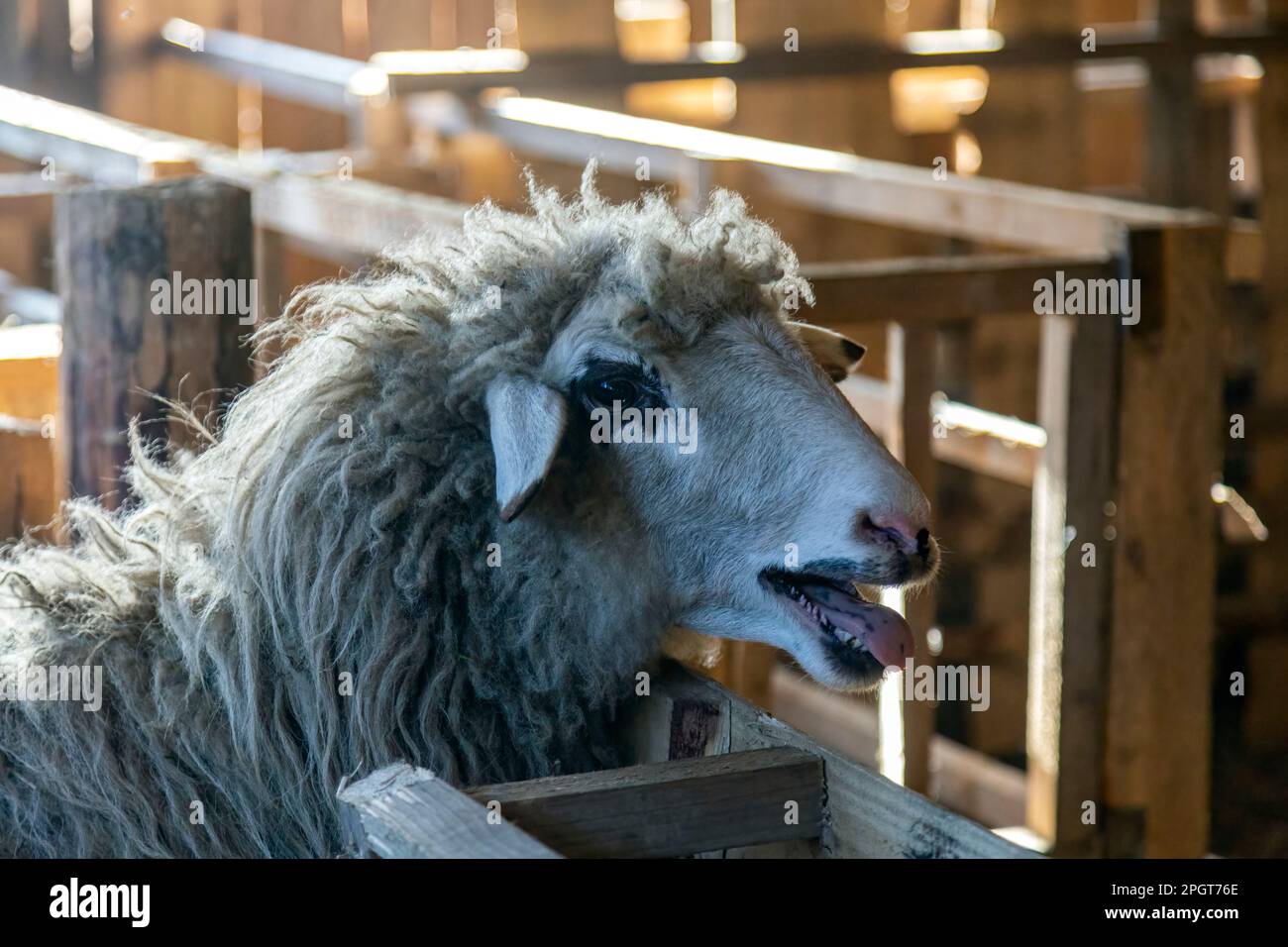 Sheep with white wool is standing by the feeding trough in the sheepfold on the farm. Close up ...