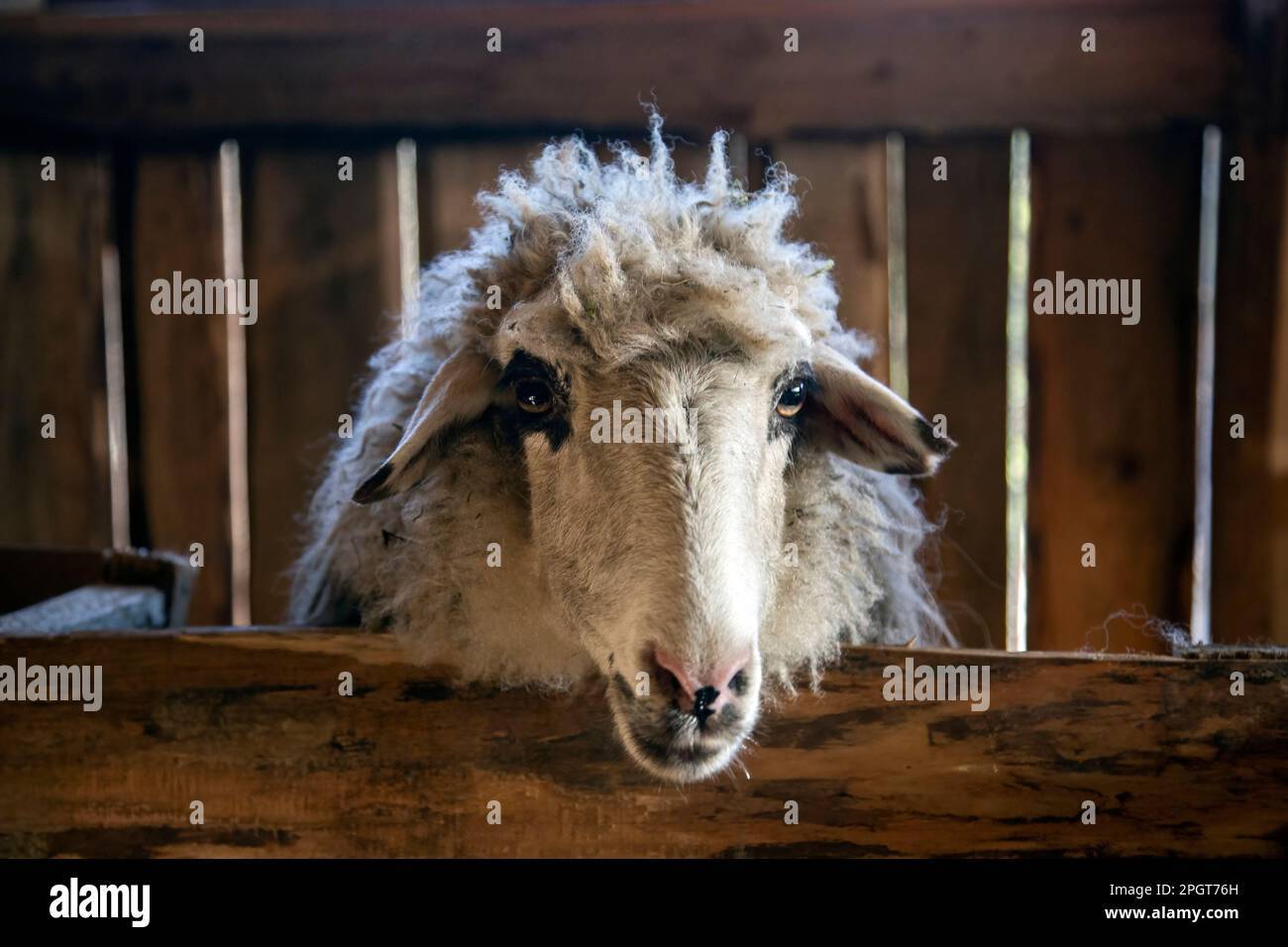 Sheep with white wool is standing by the feeding trough in the sheepfold on the farm. Close up ...