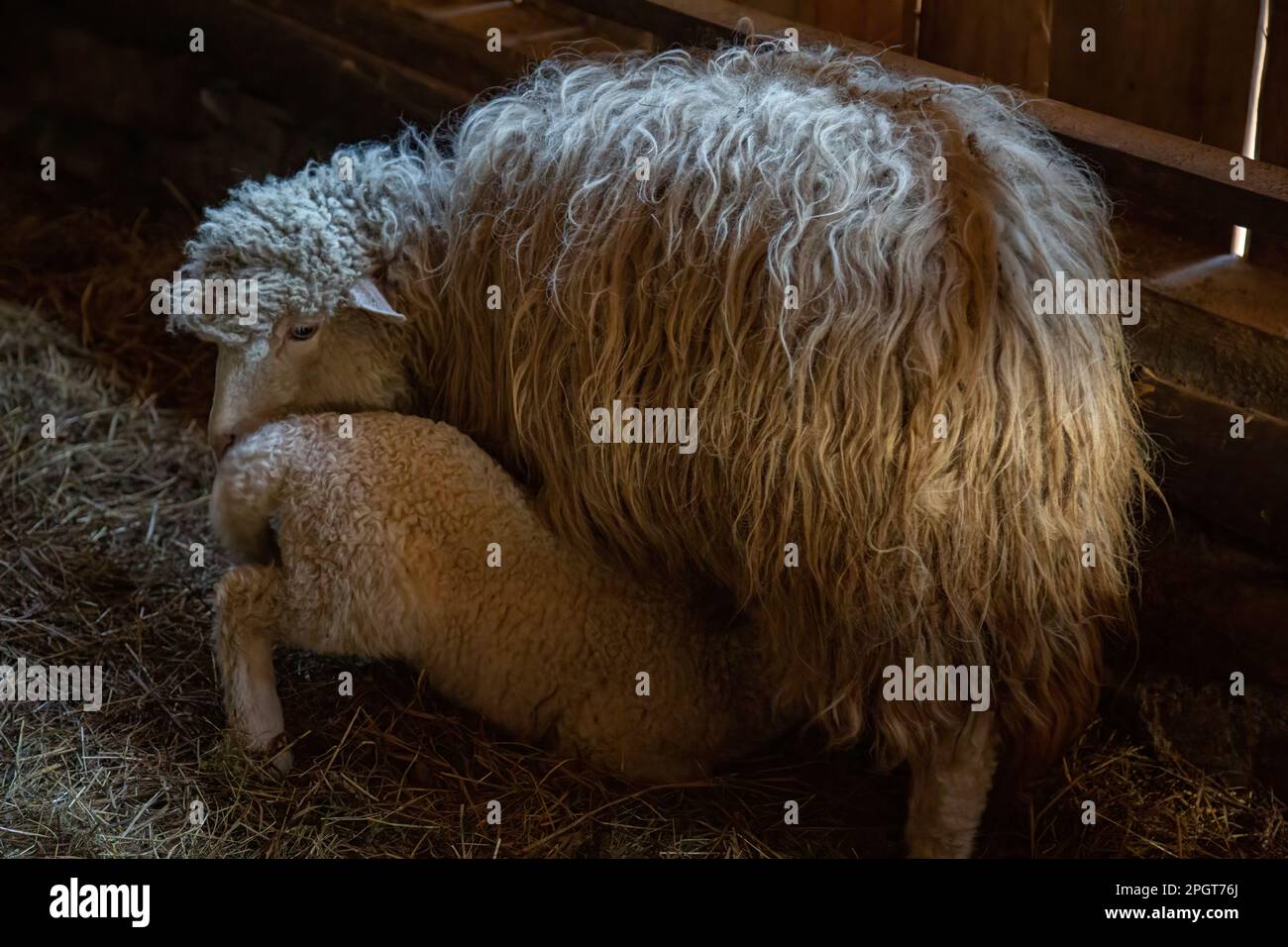 A curly white sheep feeds a lamb in the fence of a stable. Working with ...